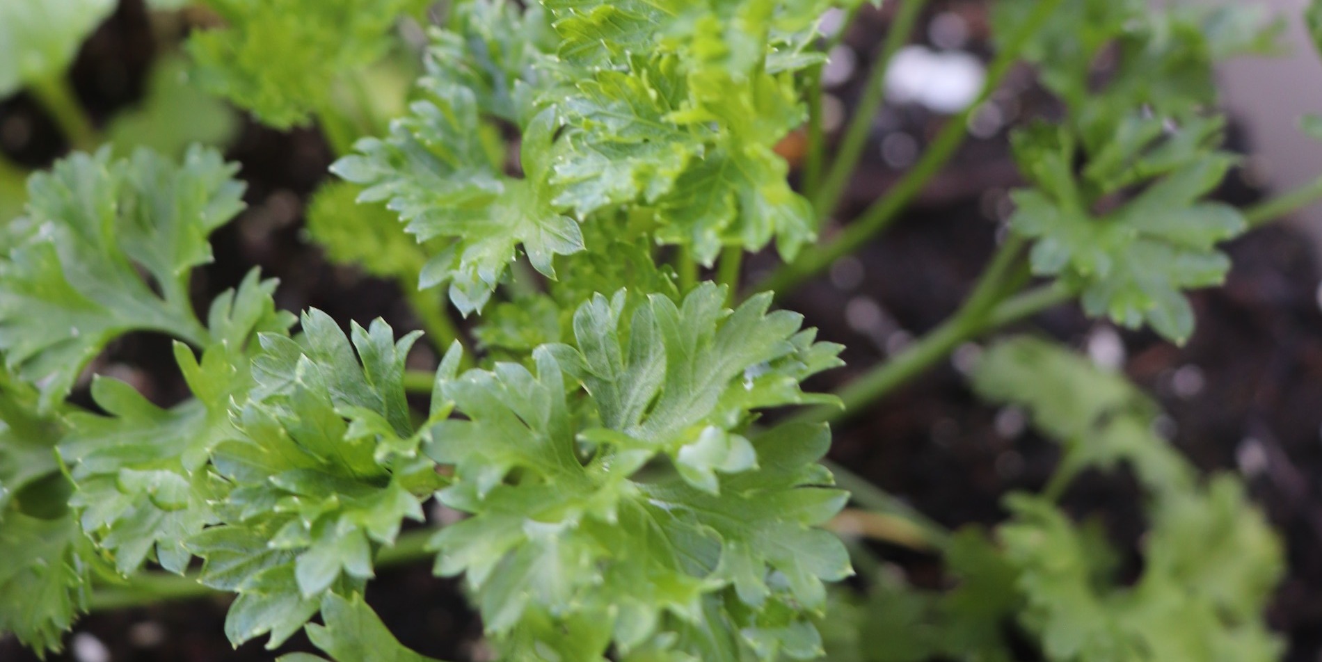 Persil frisé (Petroselinum crispum)